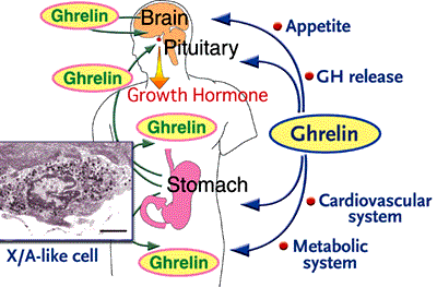 Receptors, Ghrelin; Growth Hormone Secretagogue Receptor; Growth ...